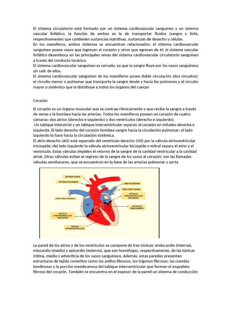 Anatomía y Función del Corazón en Mamíferos | PDF | Sistema ...
