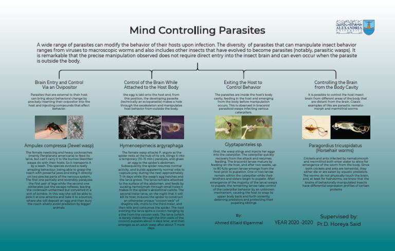 Parasites That Control Insect Behavior | PDF | Wasp | Parasitism