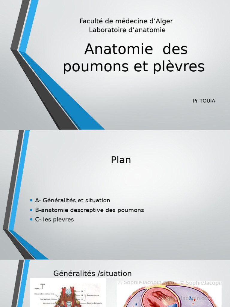 Anatomies Des Poummons Et Plevre | PDF | Poumon | Anatomie