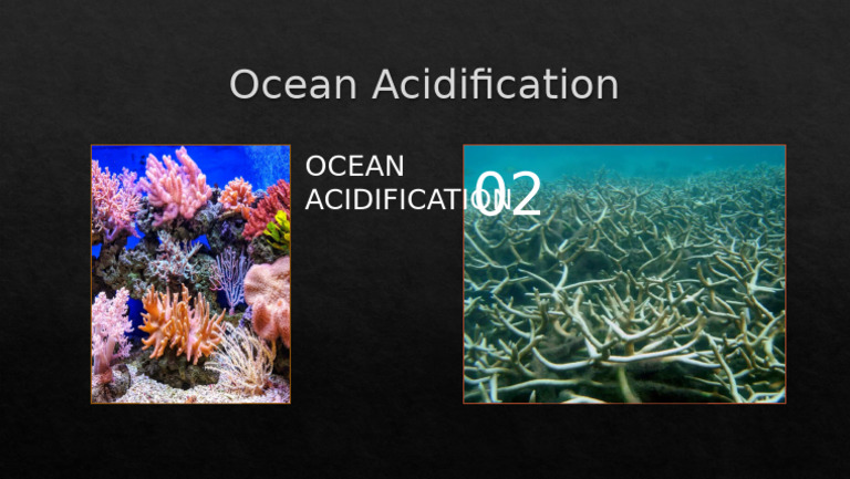 Ocean Acidification | PDF