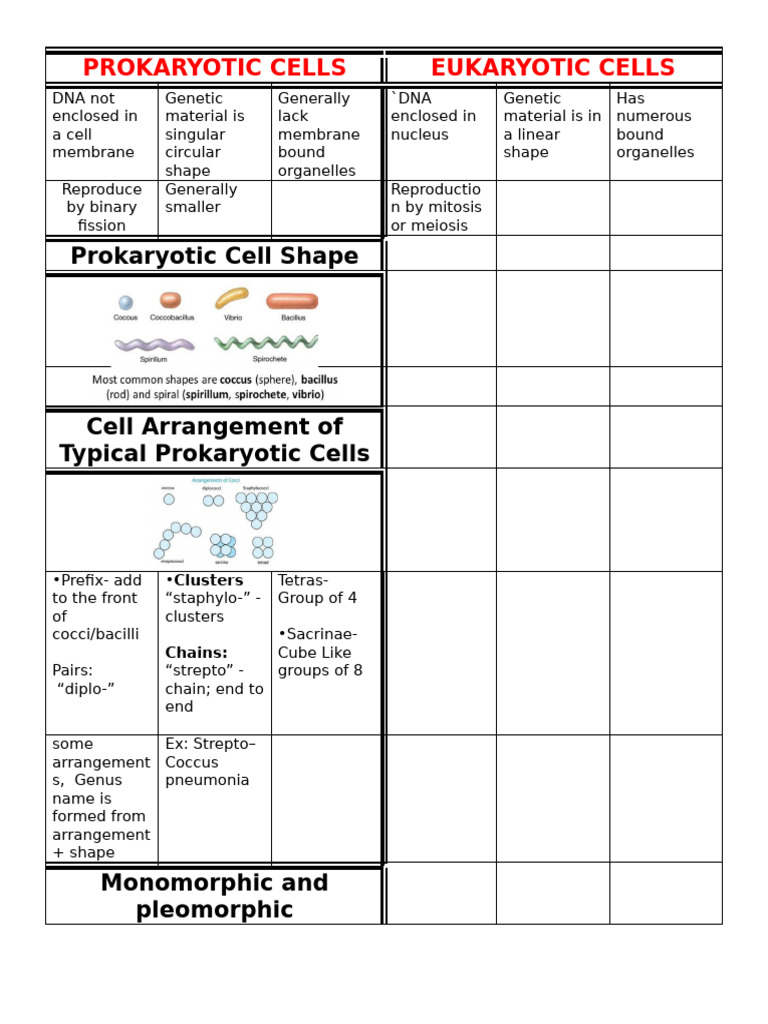 Prokaryotic Cells | PDF