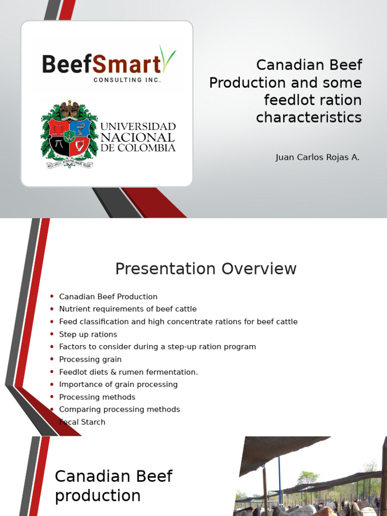 Step-Up Rations in Beef Production | PDF | Cattle | Beef