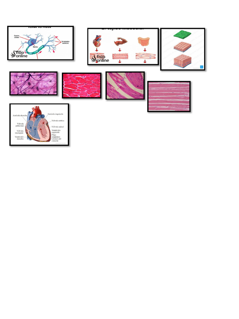 | PDF