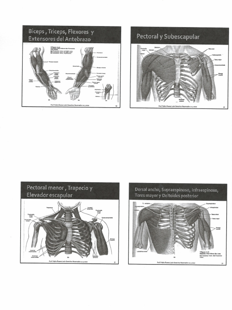 Musculos 1 | PDF