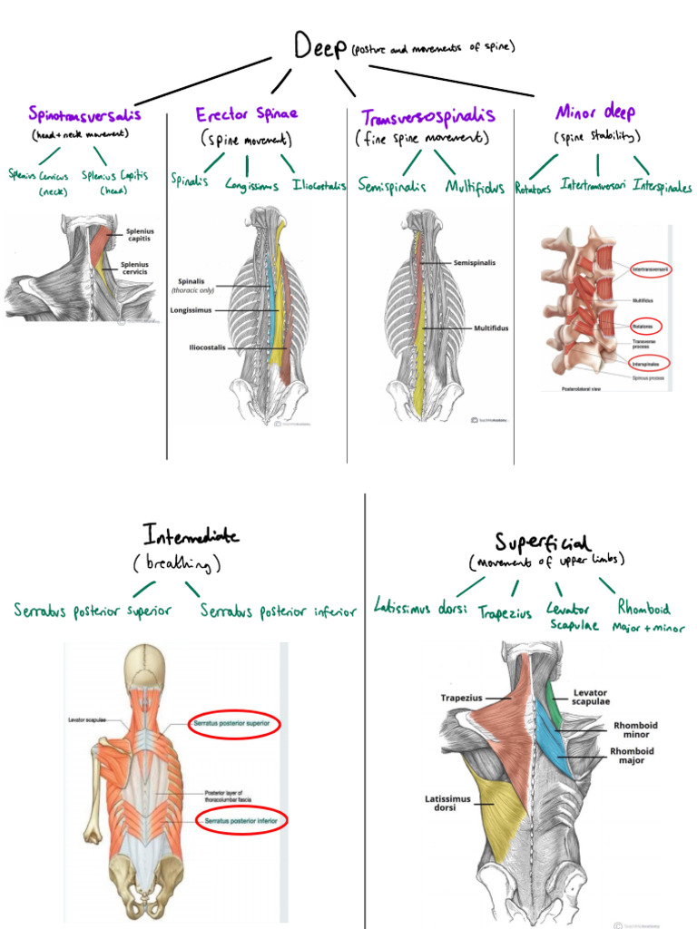 Back Muscles_with_annotations | PDF
