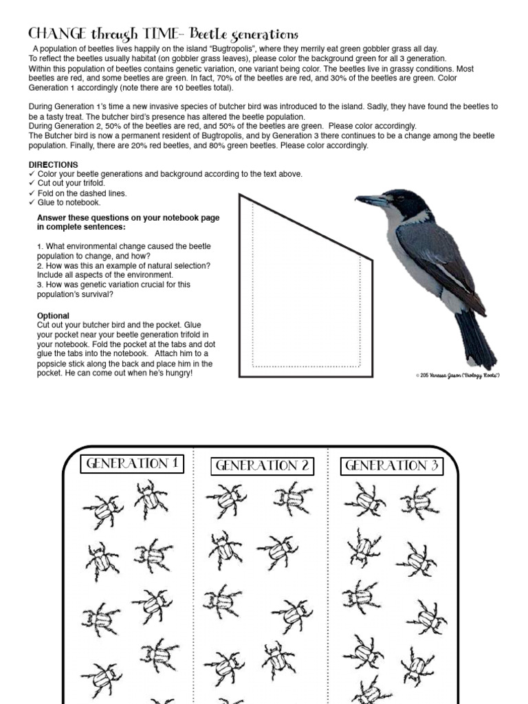 Evolution Change Through Time Beetle Activity | PDF | Evolutionary ...