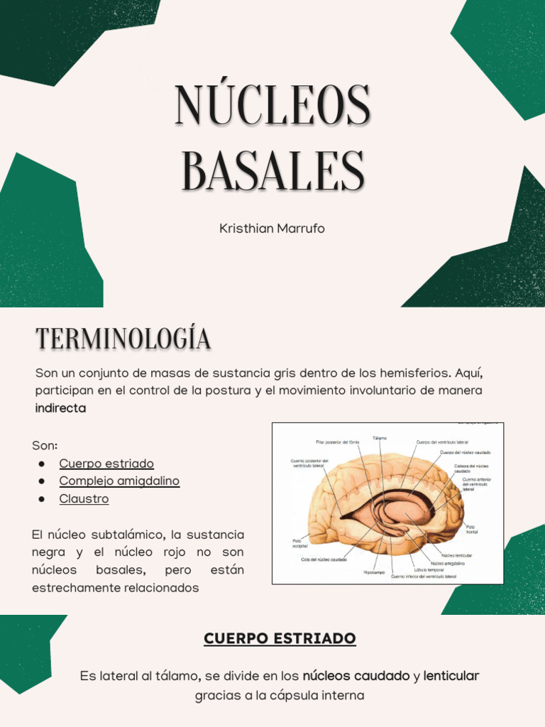 Funciones de los Núcleos Basales | PDF | Ganglios basales | Sistema ...