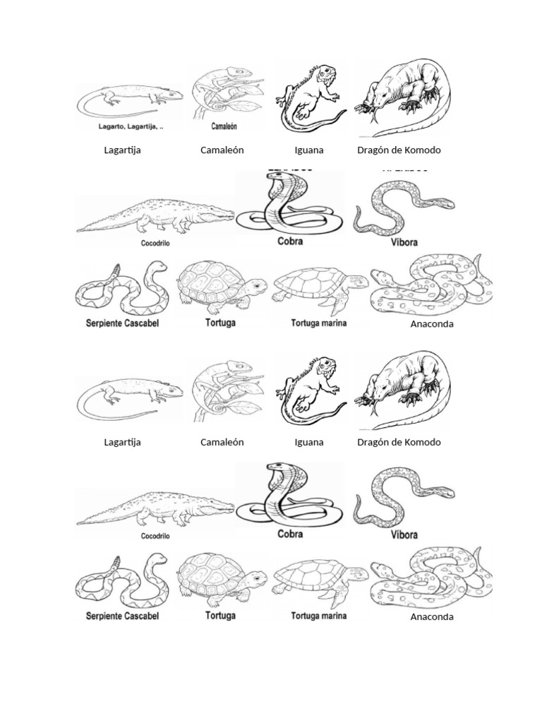 Reptiles para Colorear | PDF