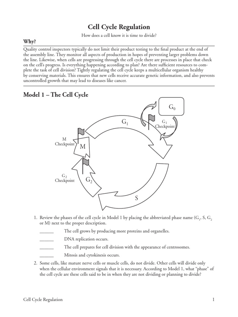 POGIL Activities For AP Biology - Cell Cycle and Regulation | PDF | Cell Cycle | Kinase