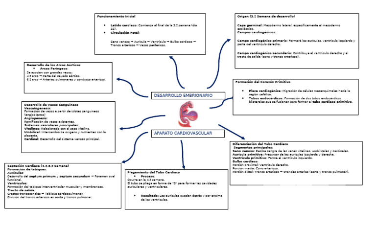 Esquema Embriologia | PDF | Corazón | Sistema circulatorio