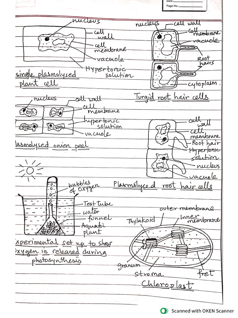 Std10 Diagrams | PDF