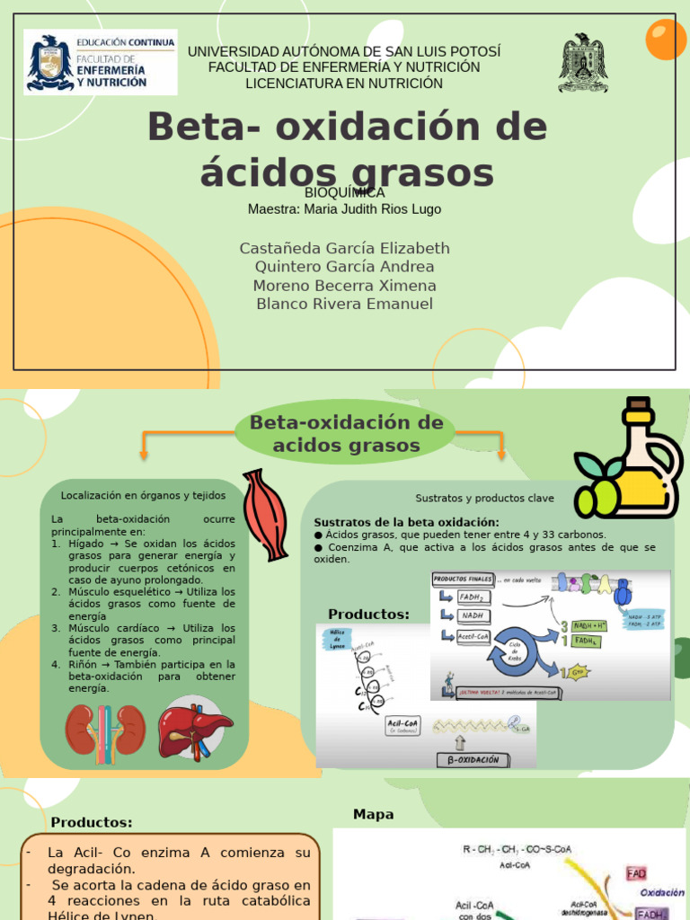Beta-Oxidación de Ácidos Grasos: Proceso y Función | PDF | Dieta y ...