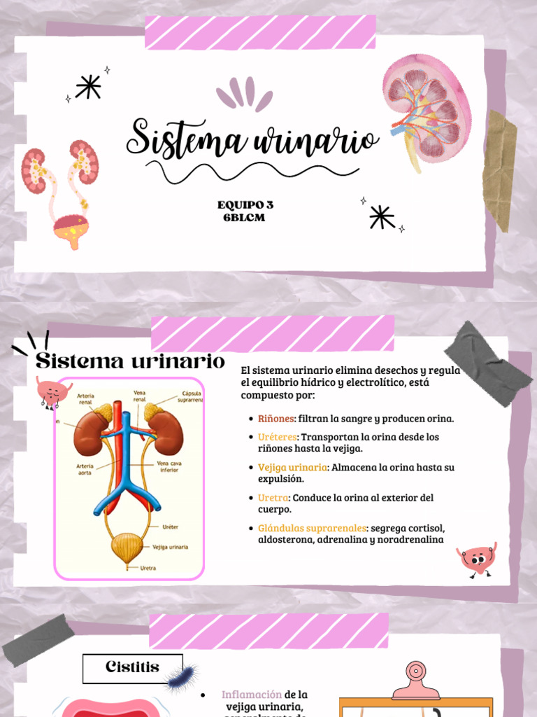 Ego PDF | PDF | Sistema urinario | Riñón