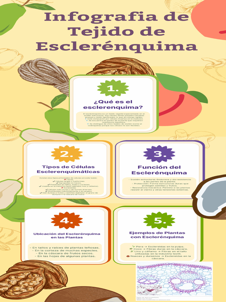 Infografia de Tejido de Esclerénquima | PDF