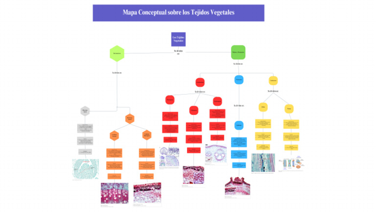 Mapa Conceptual Sobre Los Tejidos Vegetales | PDF