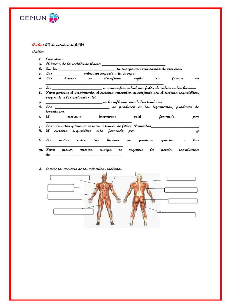 Taller Sistemas Muscular y Oseo | PDF