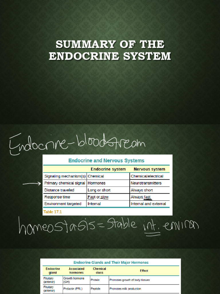 Summary of The Endocrine System | PDF