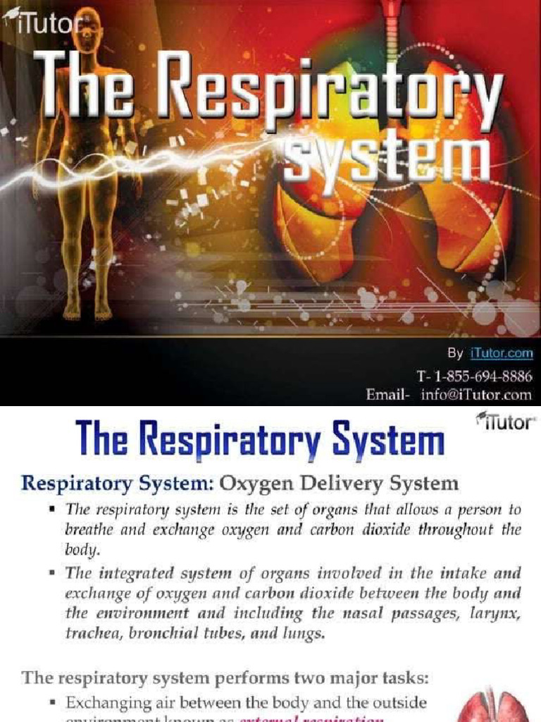 Respiratory System | PDF