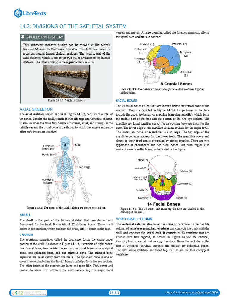 14.3 Divisions of The Skeletal System | PDF | Vertebral Column | Skull