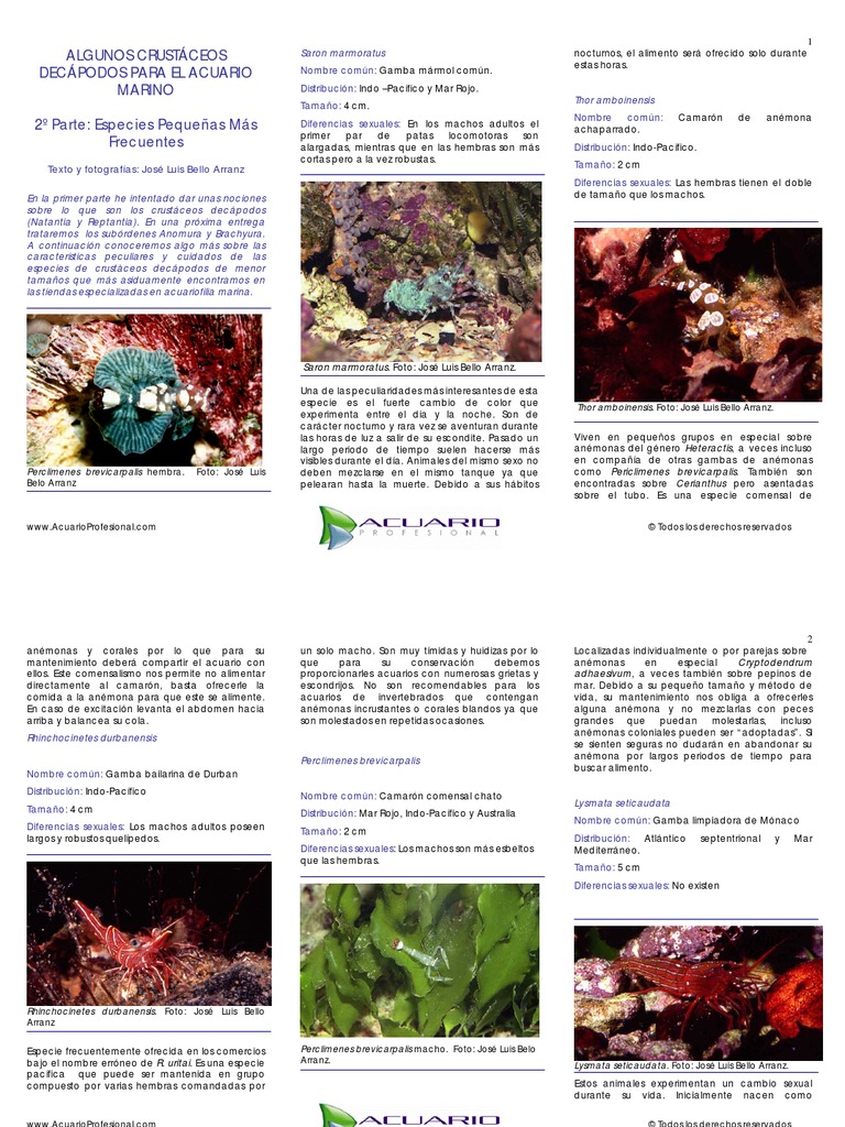 Crustaceos Decapodos Acuario Marino 2 | PDF | Acuario | Naturaleza