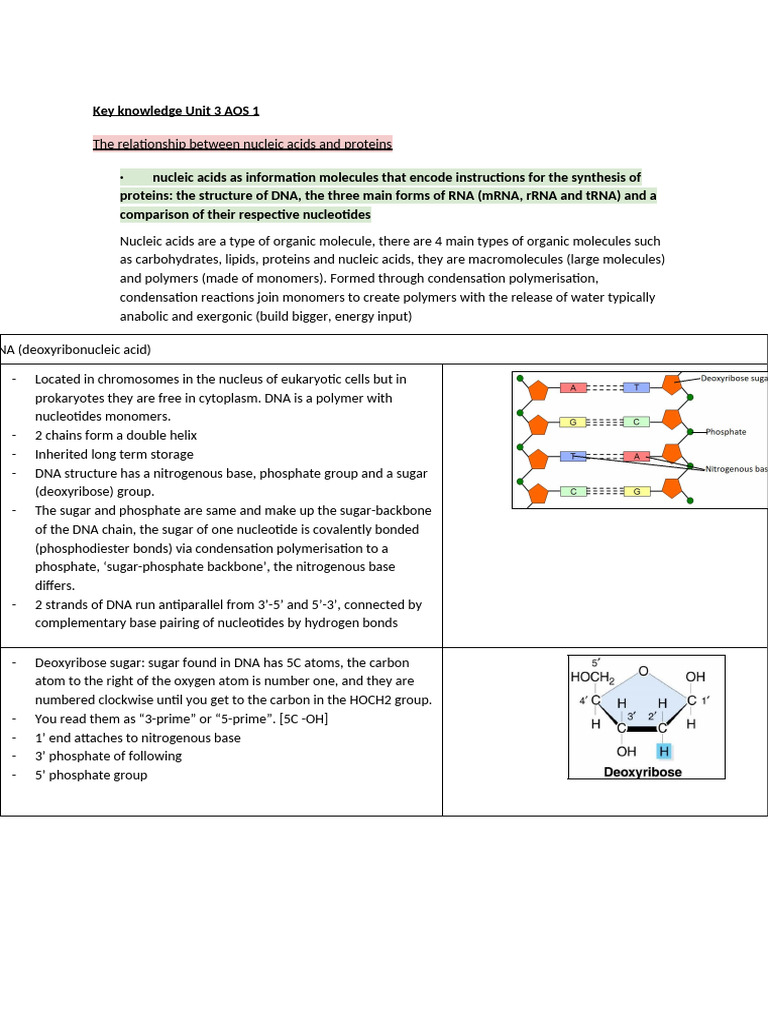 Nucleic Acids and Protein Synthesis | PDF | Operon | Rna