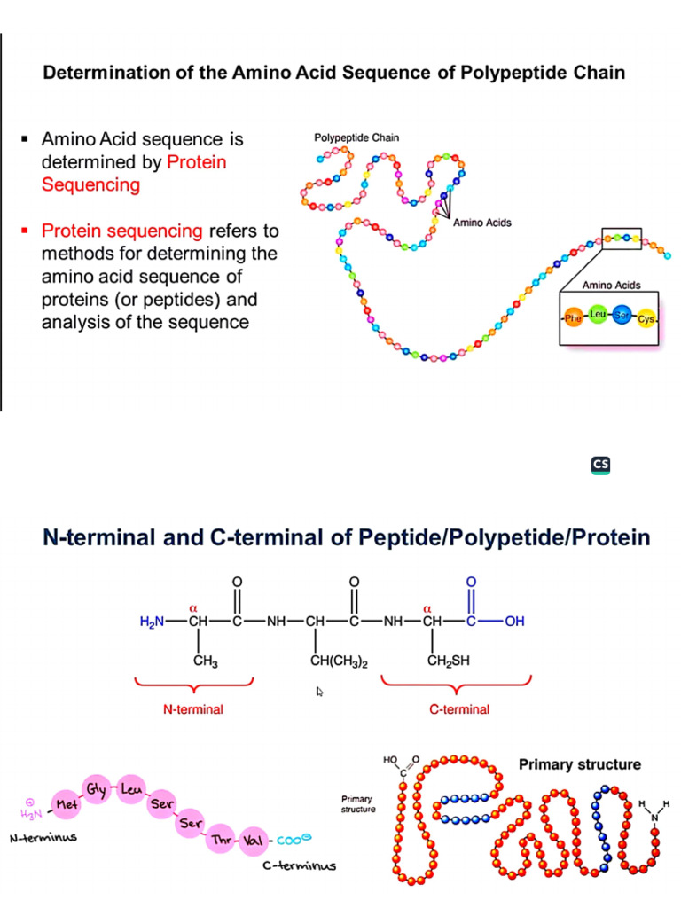 Protein Sequencing Sanger's, Edman's, Carboxypeptidase Methods | PDF