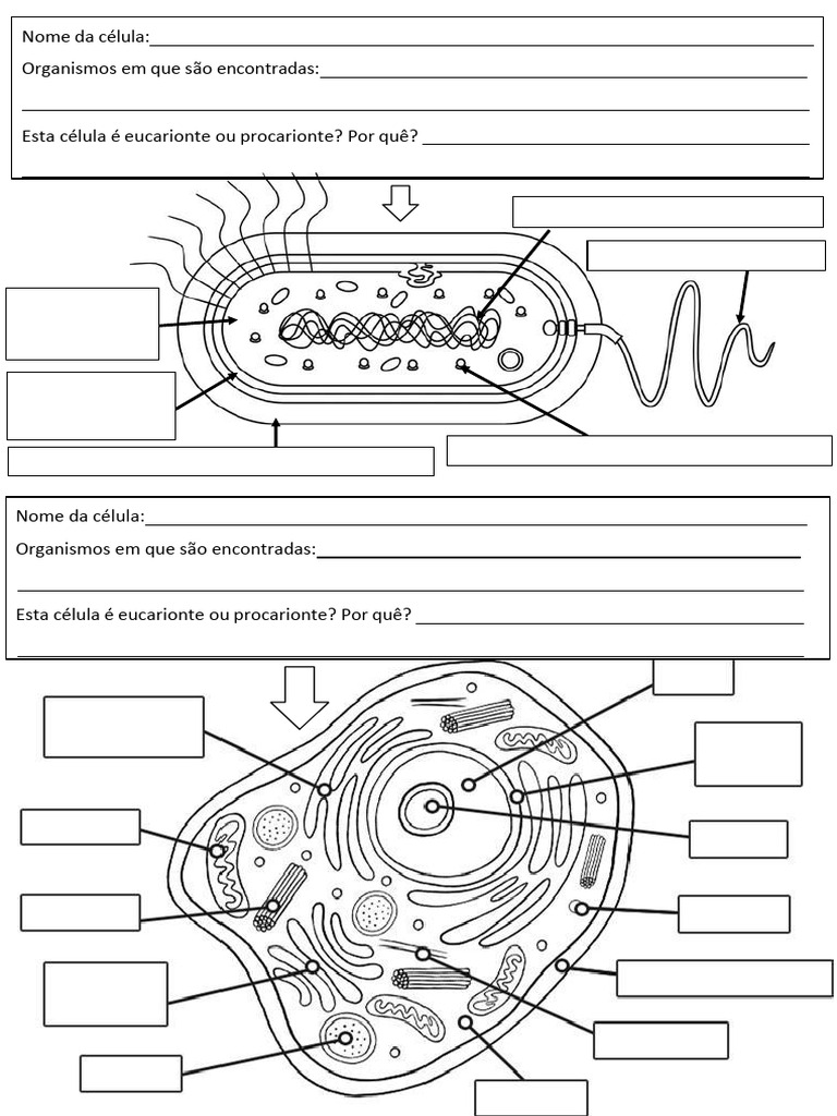 cÉLULA EUCARIONTE E PROCARIONTE | PDF