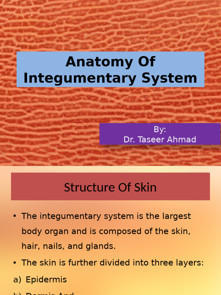 Integumentary System..Anatomy | PDF | Integumentary System | Epidermis