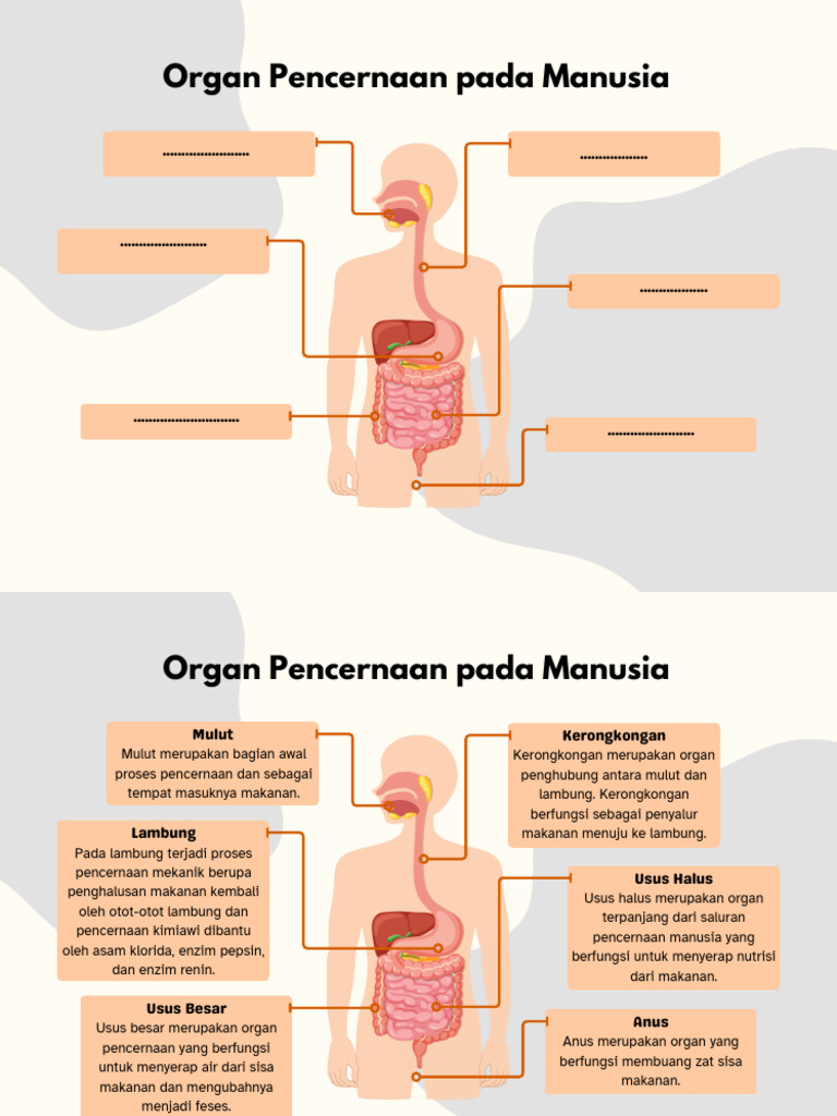 IPA Organ Pencernaan Pada Manusia Dan Fungsinya Poster Warna Jingga | PDF