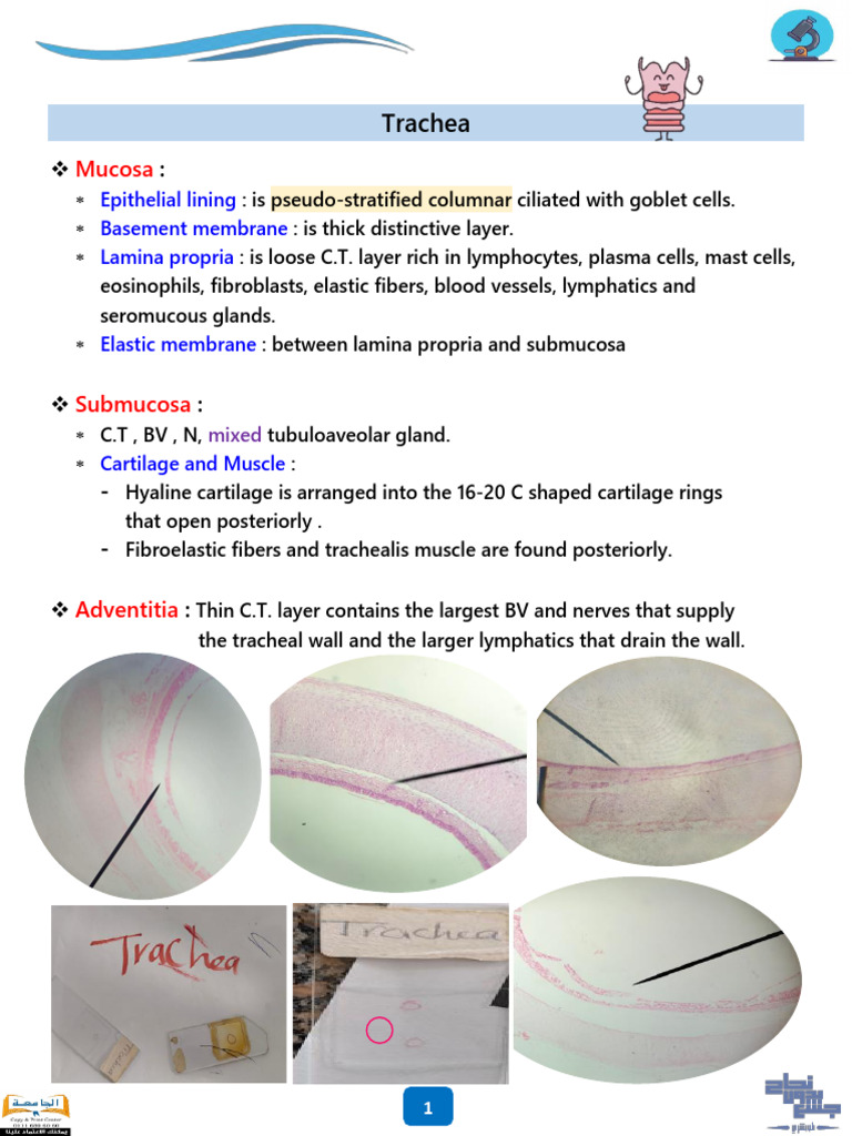Practical Histo RESP, DZ 43 | PDF | Epithelium | Lung