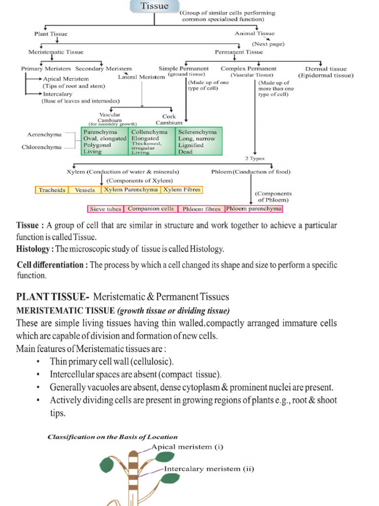 Plant tissue | PDF