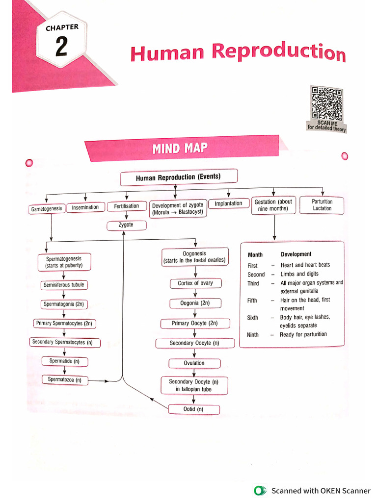 ch2 Human Reproduction Pyqs | PDF