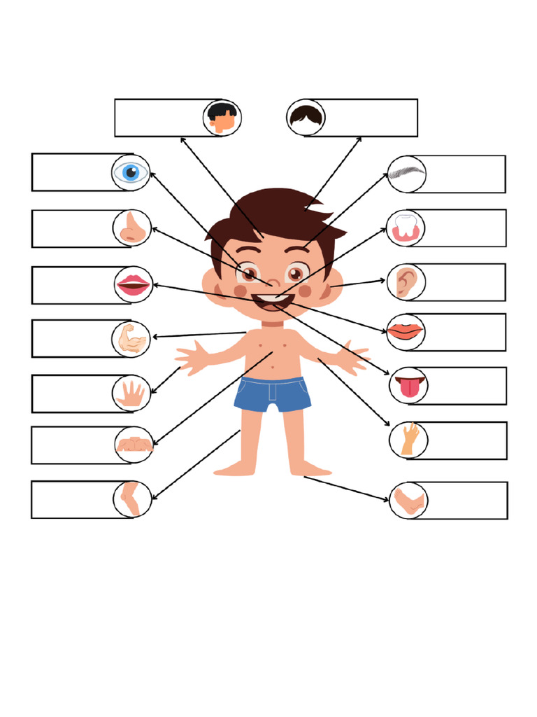 Body part labels printable | PDF