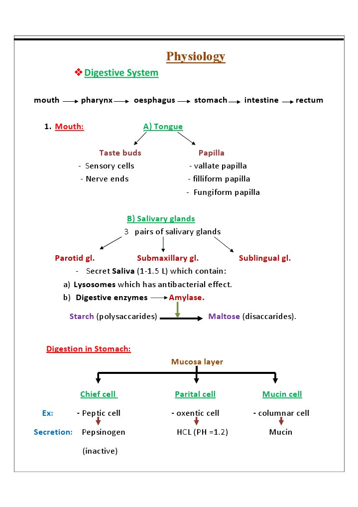 Oxentic Cells in Digestive Physiology | PDF