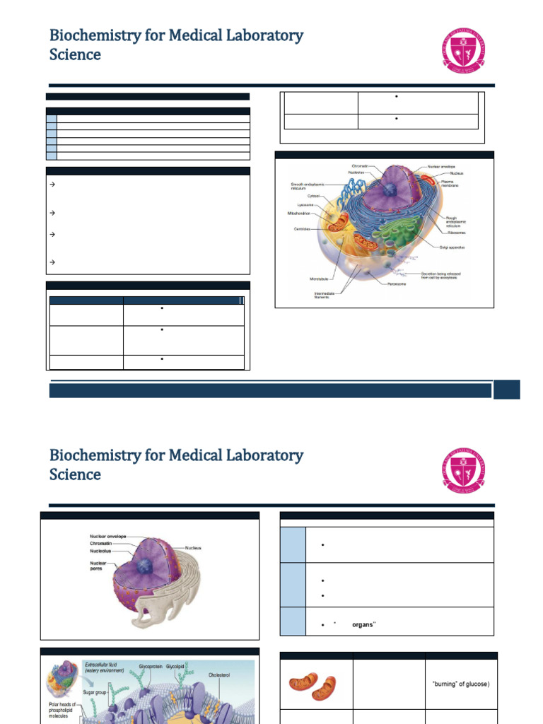 Introduction to Cell and Tissue Biochemistry | PDF | Endoplasmic ...