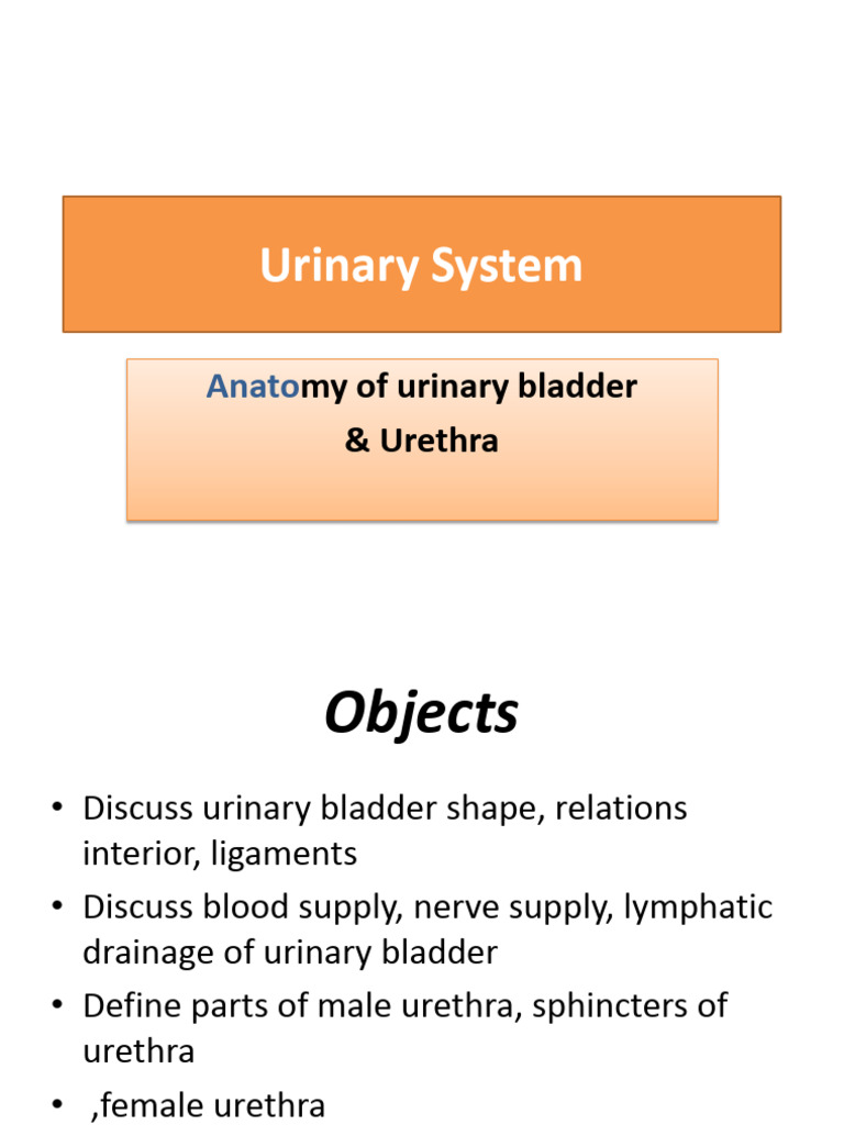Urinary Bladder&Urethra Anat. 2025 | PDF | Prostate | Urinary System