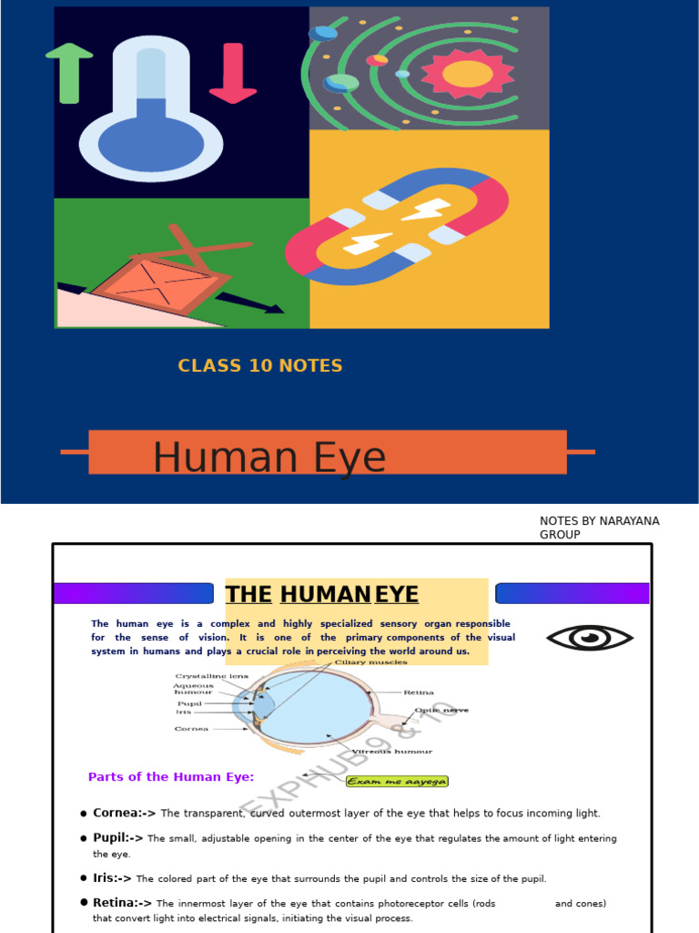 Human Eye Final PPTX by Net | PDF | Sunset | Eye