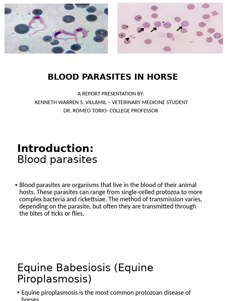 Blood Parasites in Horses: Overview and Impact | PDF | Infection ...