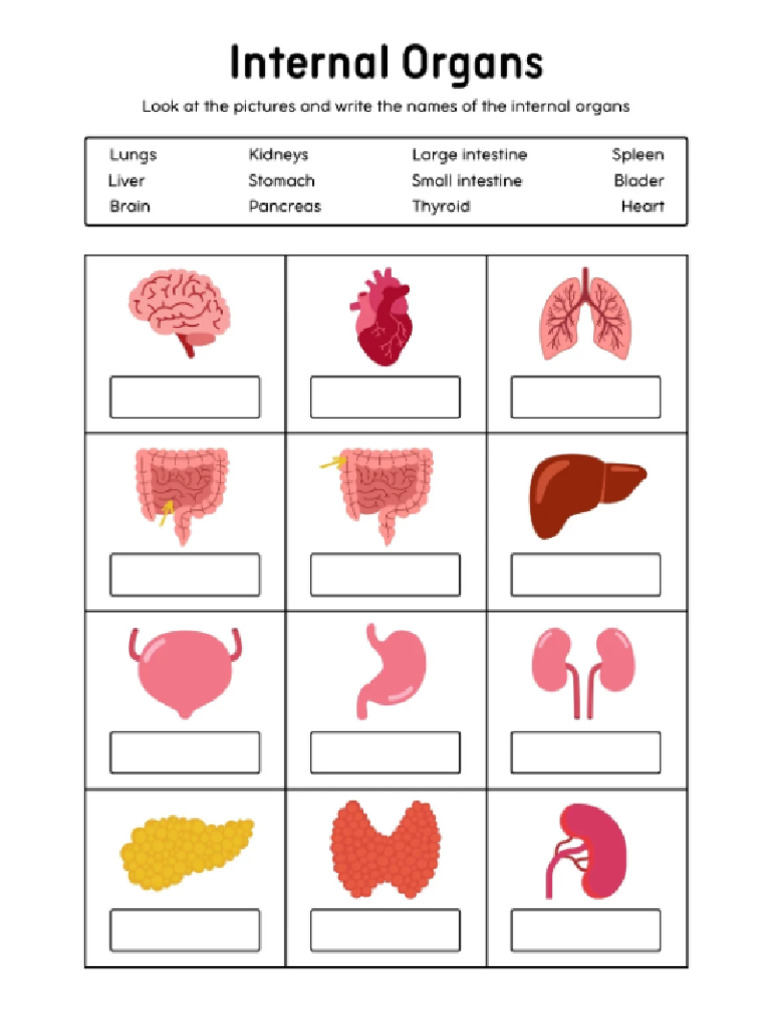 Internal Organs Vocabulary Exercise | PDF
