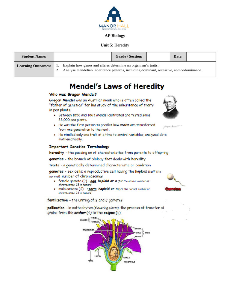Introduction To Mendelian Genetics | PDF | Dominance (Genetics) | Genotype