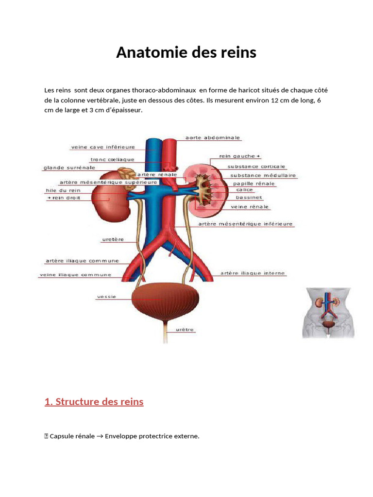 Anatomie des Reins et Insuffisance Rénale | PDF | Rein | Urine