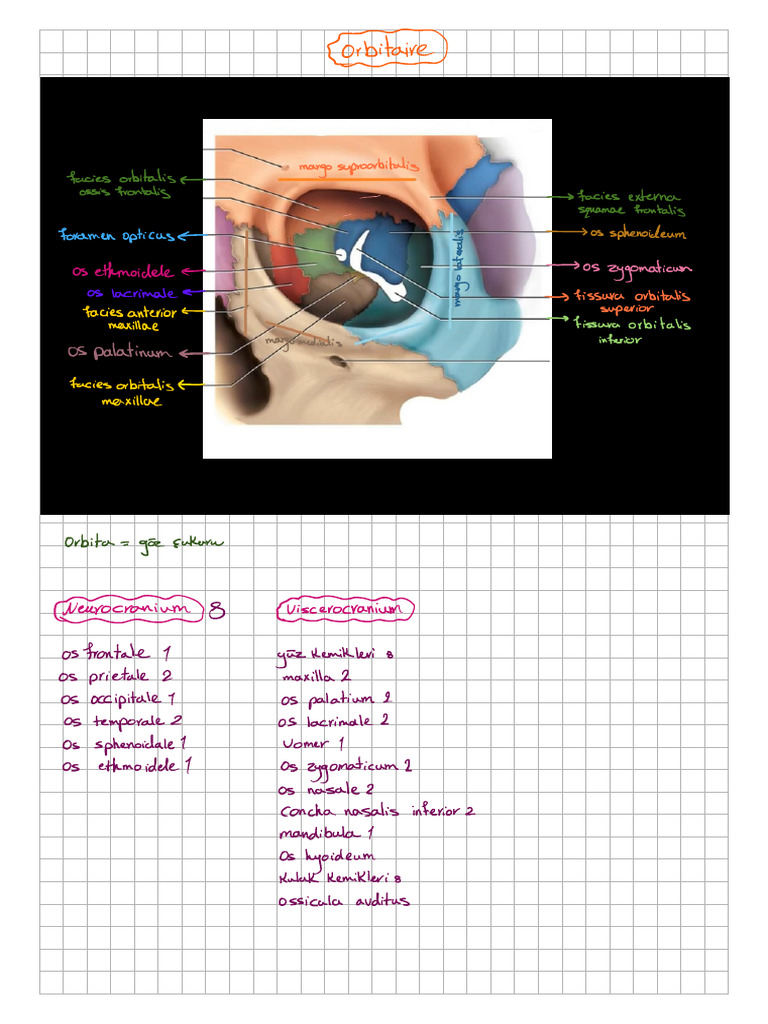 Anatomi Ossa Cranii | PDF