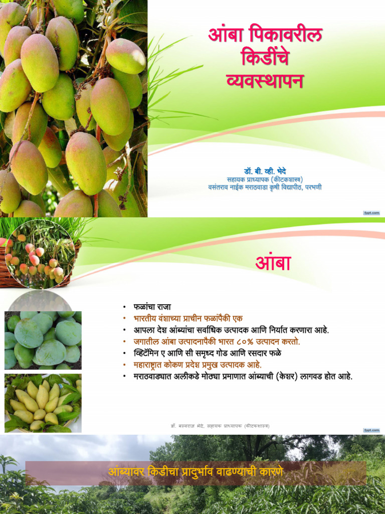 Mango 2024 BVB | PDF