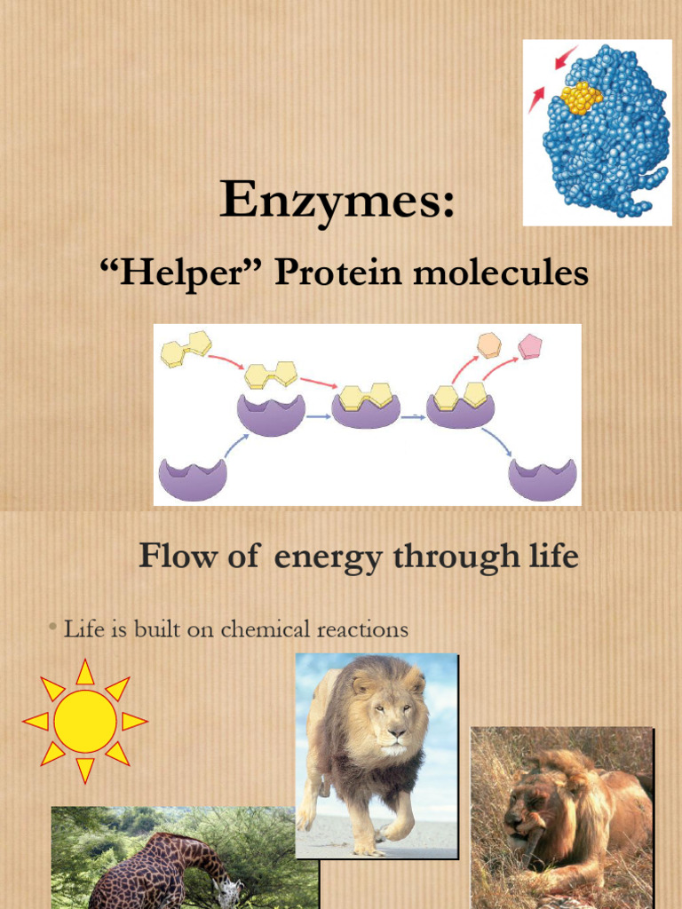 Importance of Enzymes in Biochemical Reactions | PDF | Enzyme ...