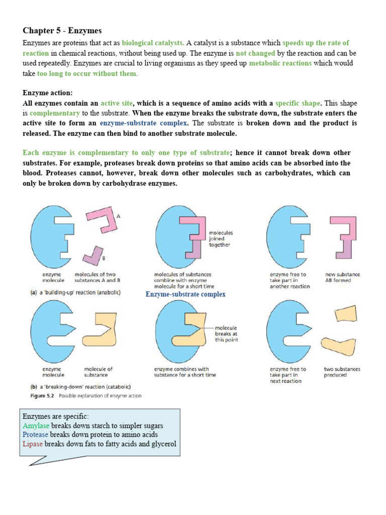 Chapter 5 Enzymes | PDF