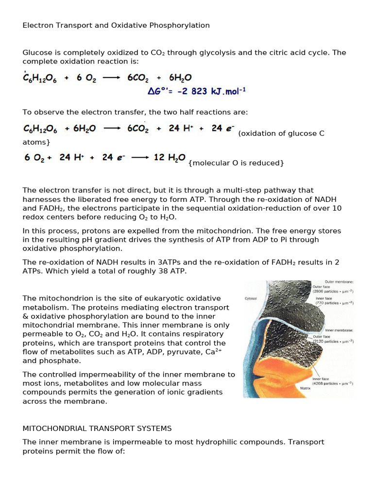Electron Transport and Oxidative Phosphorylation Notes | PDF | Electron ...