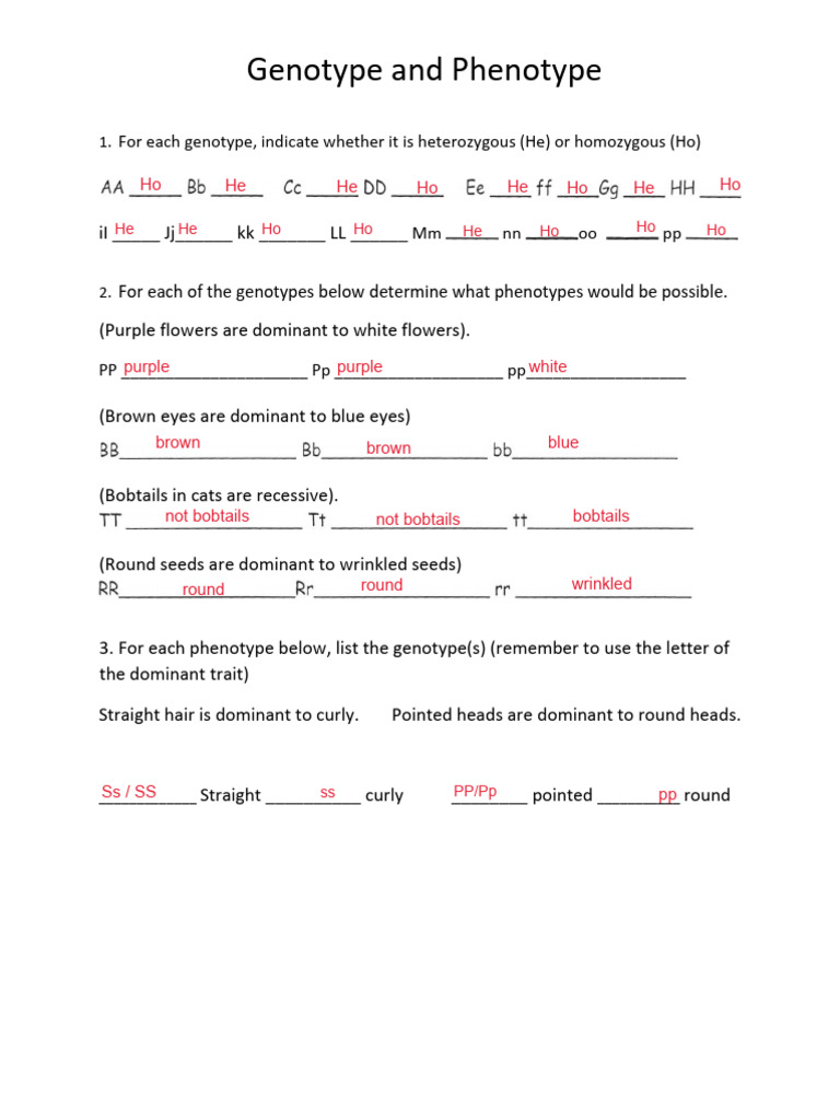Genotype-Phenotype - Answer Key | PDF