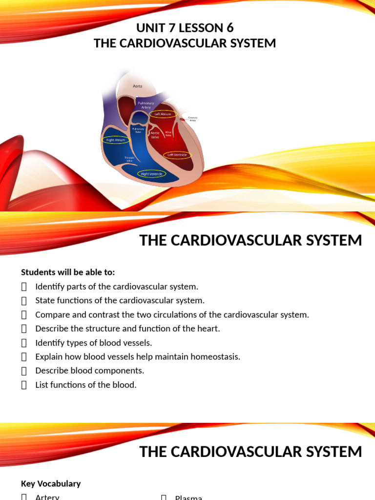 7-6-Slide-Show-The-Cardiovascular-System | PDF | Circulatory System | Heart