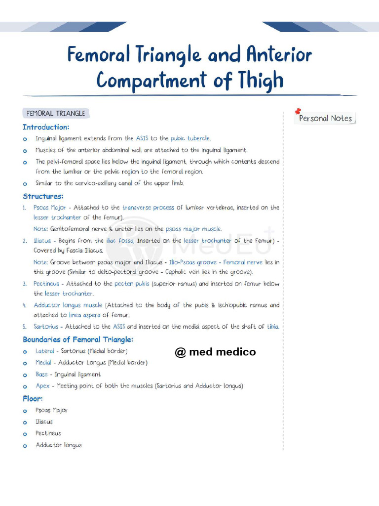 Femoral Triangle and Anterior Compartment of Thigh | PDF