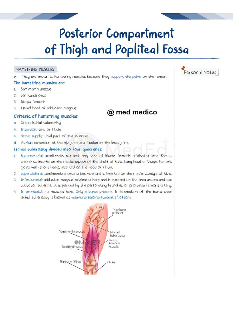 Posterior Compartment of Thigh and Popliteal Fossa | PDF